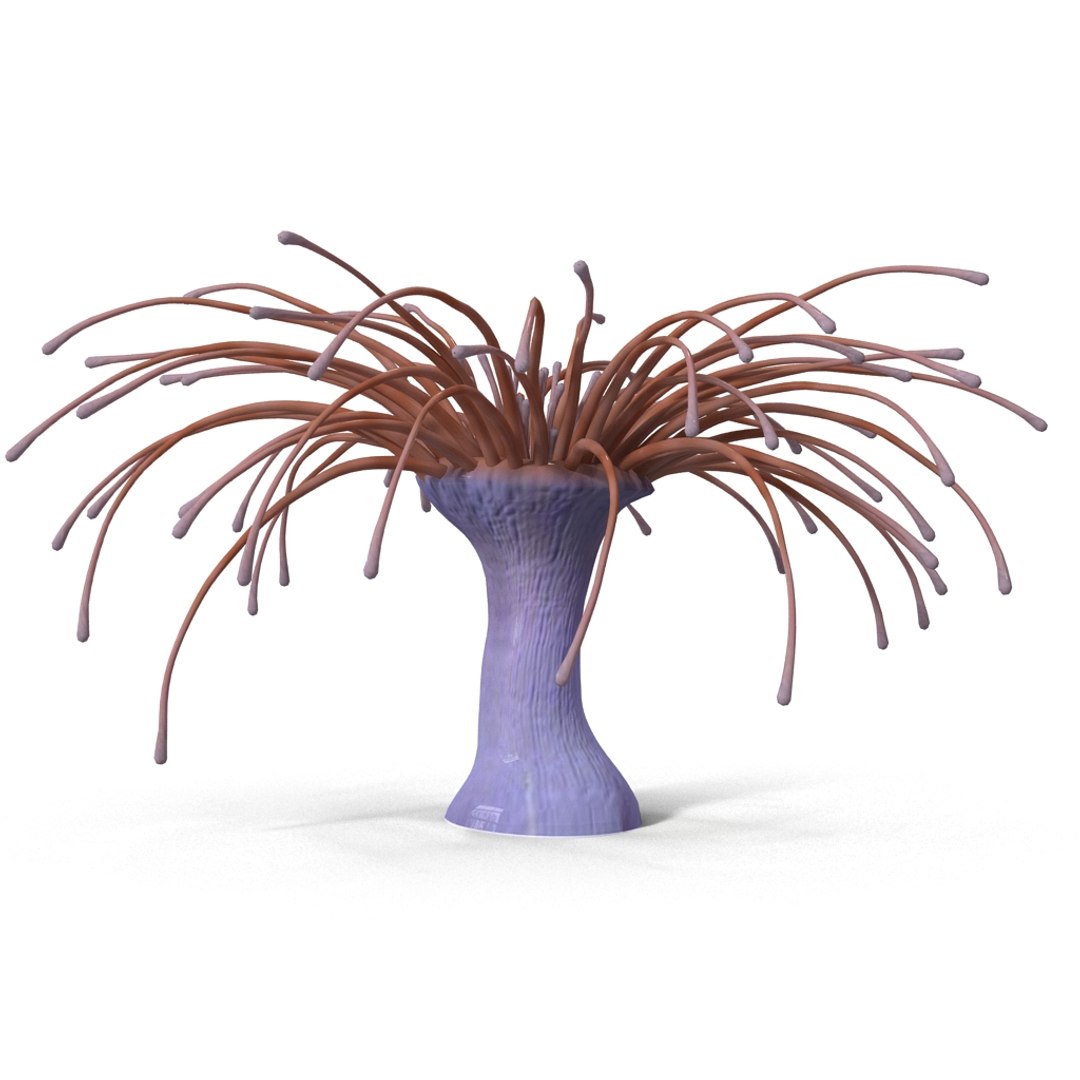 3d Actinia Aquarium Plant Model