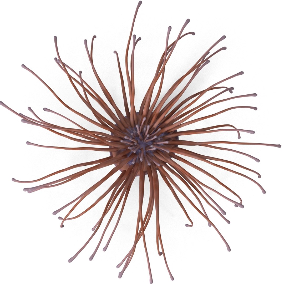 3d Actinia Aquarium Plant Model