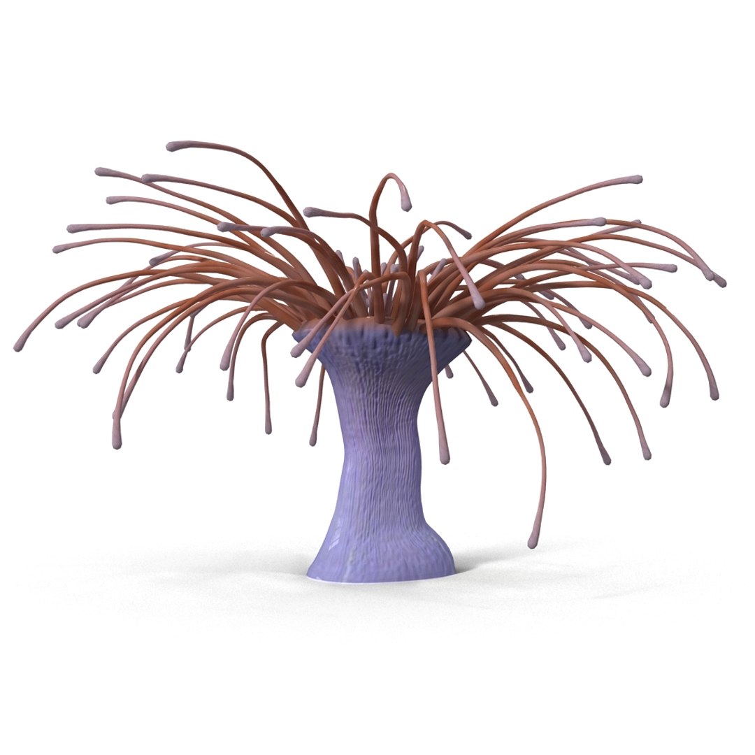 3d Actinia Aquarium Plant Model