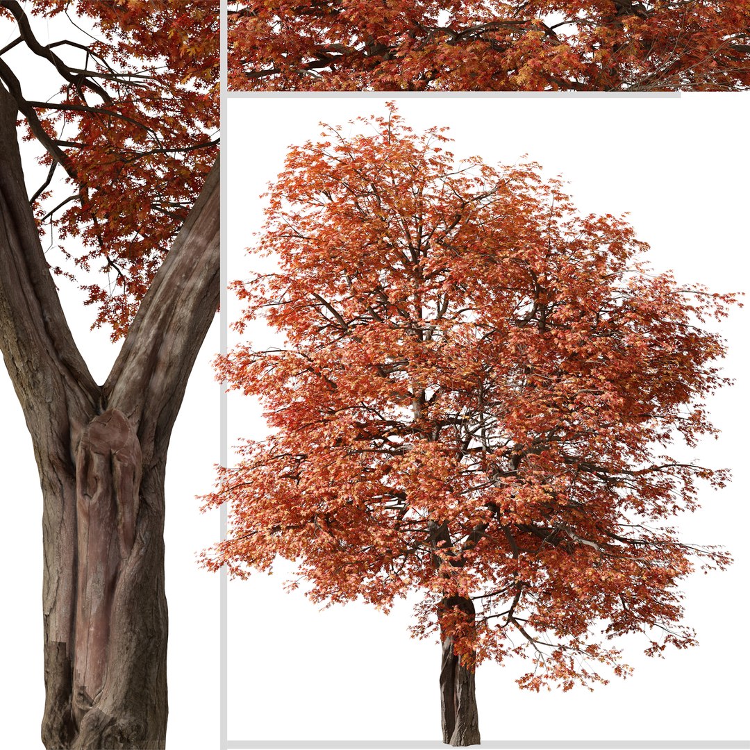 Set Of Quercus Coccinea Or Scarlet OakTree - 2 Trees 3D - TurboSquid ...