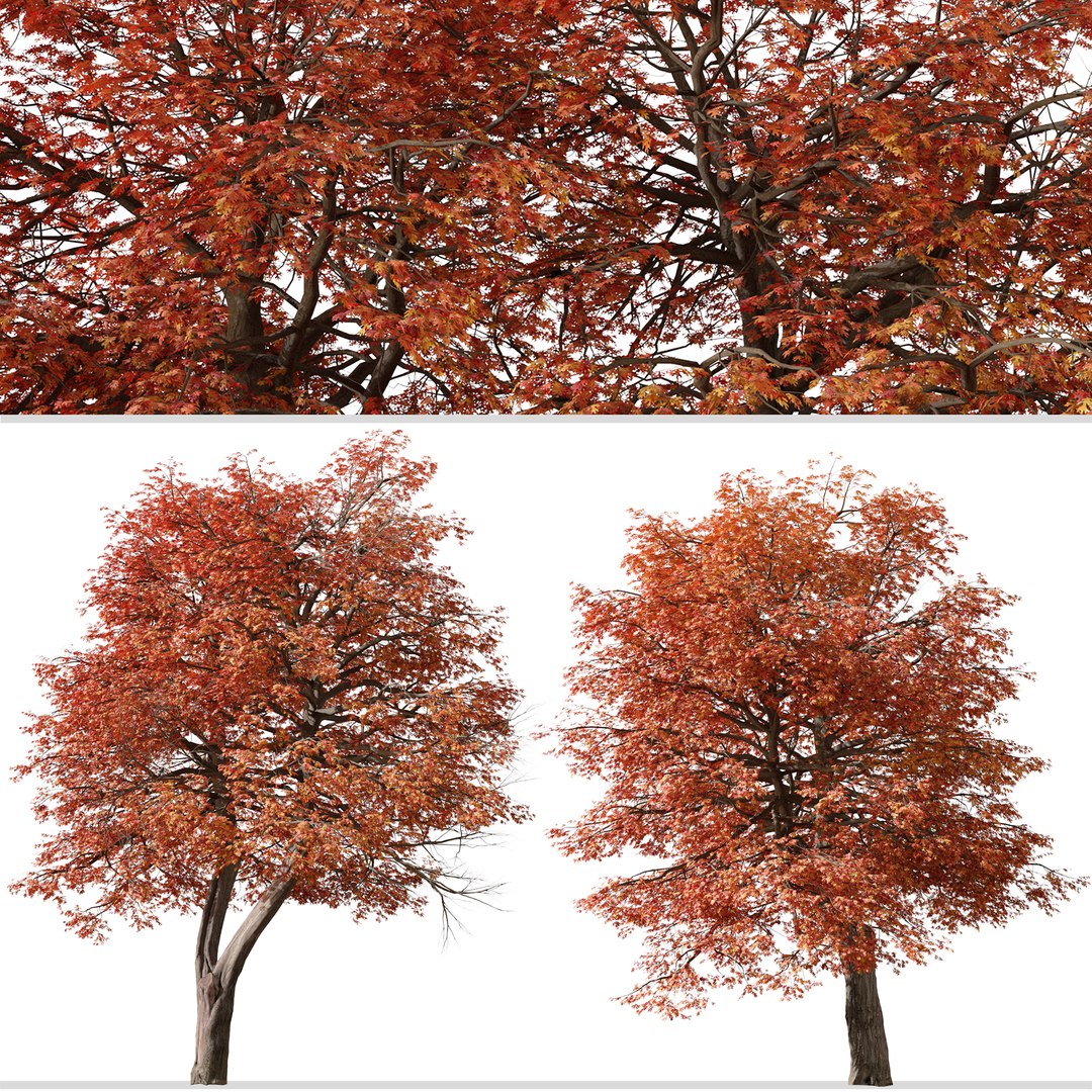 Set Of Quercus Coccinea Or Scarlet OakTree - 2 Trees 3D - TurboSquid ...