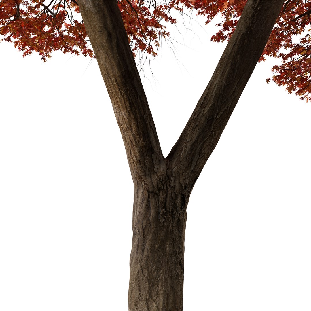 Set Of Quercus Coccinea Or Scarlet OakTree - 2 Trees 3D - TurboSquid ...