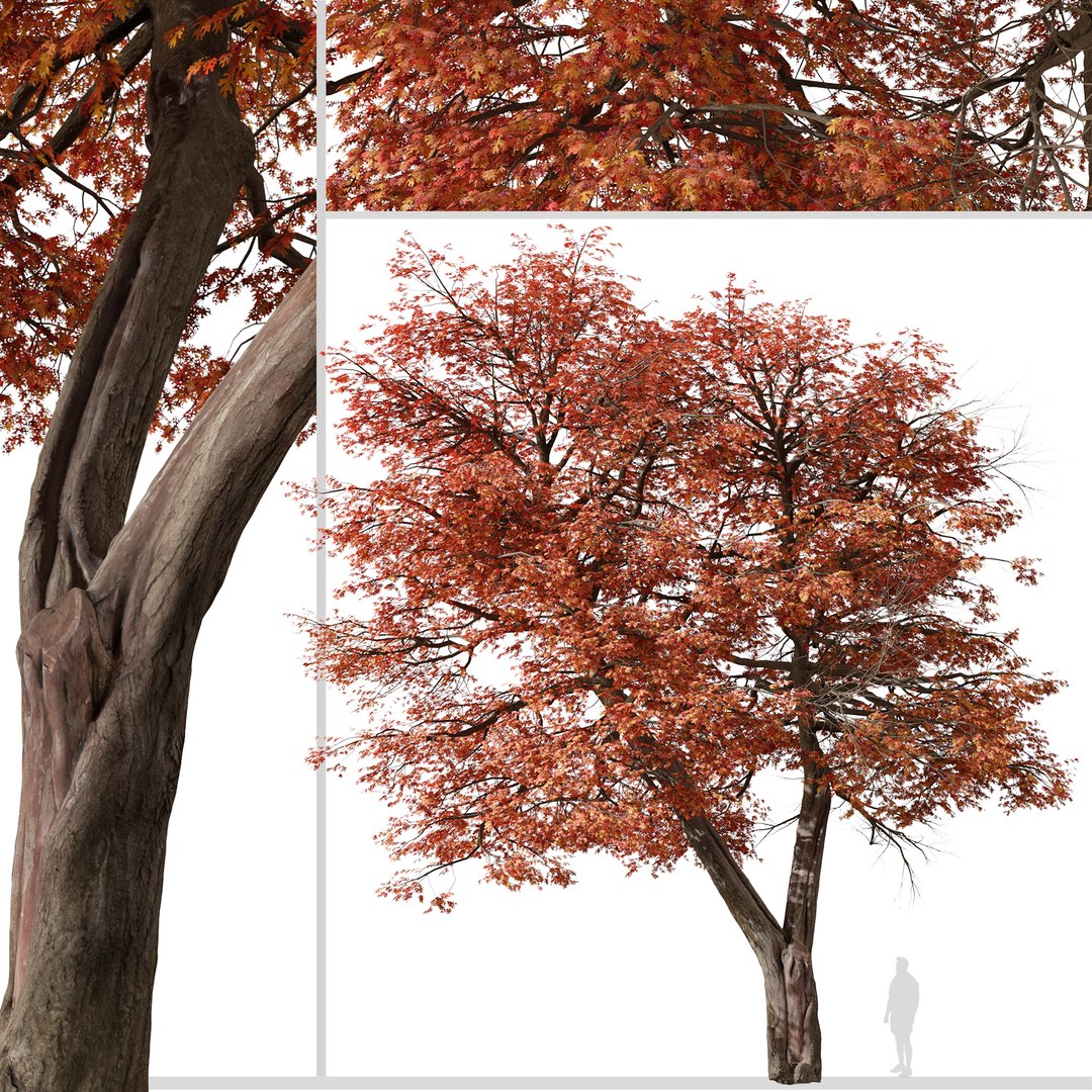 Set Of Quercus Coccinea Or Scarlet OakTree - 2 Trees 3D - TurboSquid ...