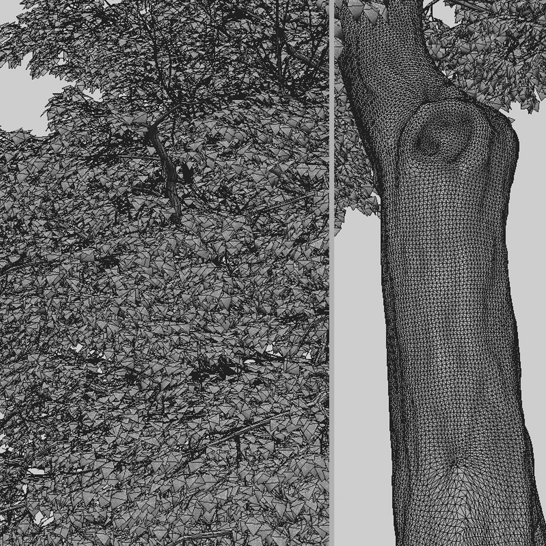 Set Of Quercus Coccinea Or Scarlet OakTree - 2 Trees 3D - TurboSquid ...
