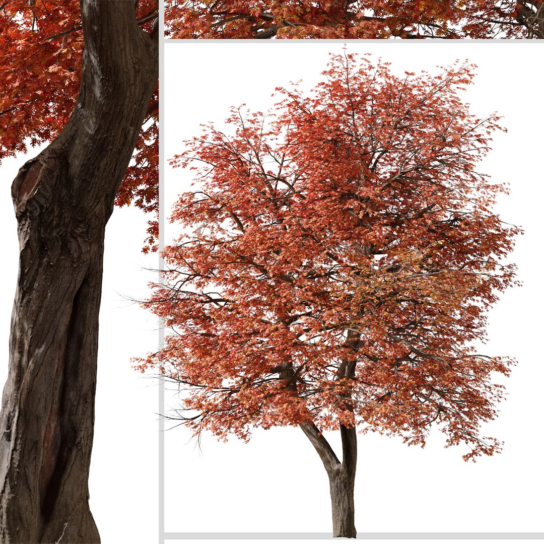 Set Of Quercus Coccinea Or Scarlet OakTree - 2 Trees 3D - TurboSquid ...