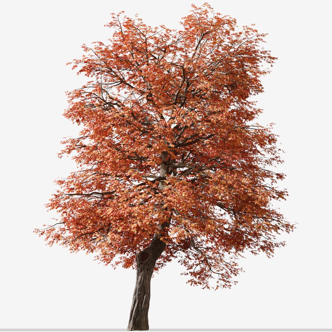 Set Of Quercus Coccinea Or Scarlet OakTree - 2 Trees 3D - TurboSquid ...