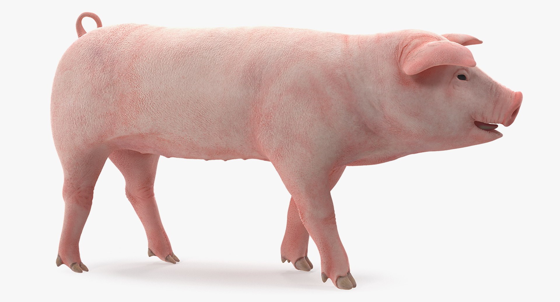 Pig Piglet Landrace Walking Model - TurboSquid 1357840