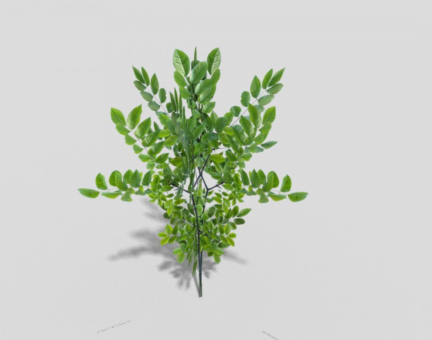 Shrub Games Obj