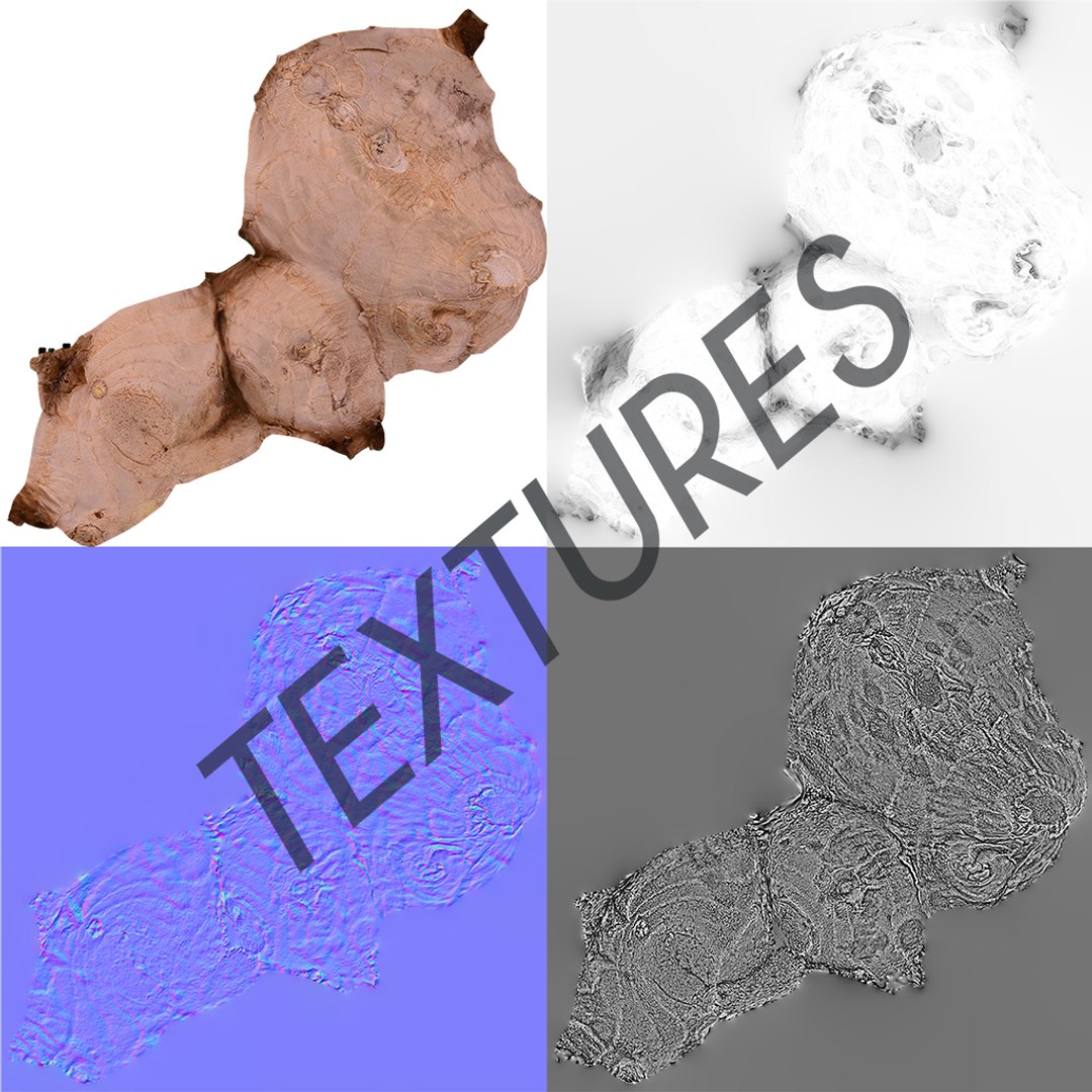 Ginger Root - Photoscanned 3D Model - TurboSquid 1509137