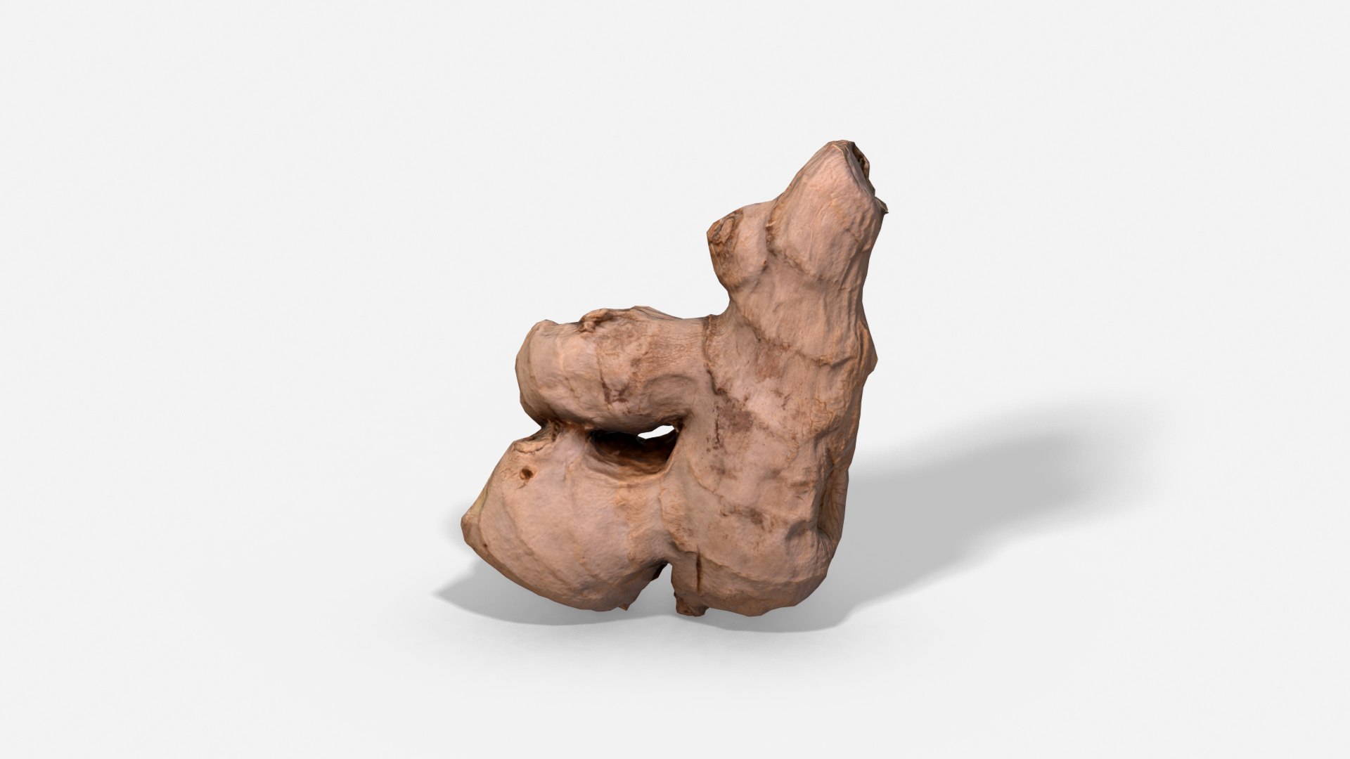 Ginger Root - Photoscanned 3D Model - TurboSquid 1509137