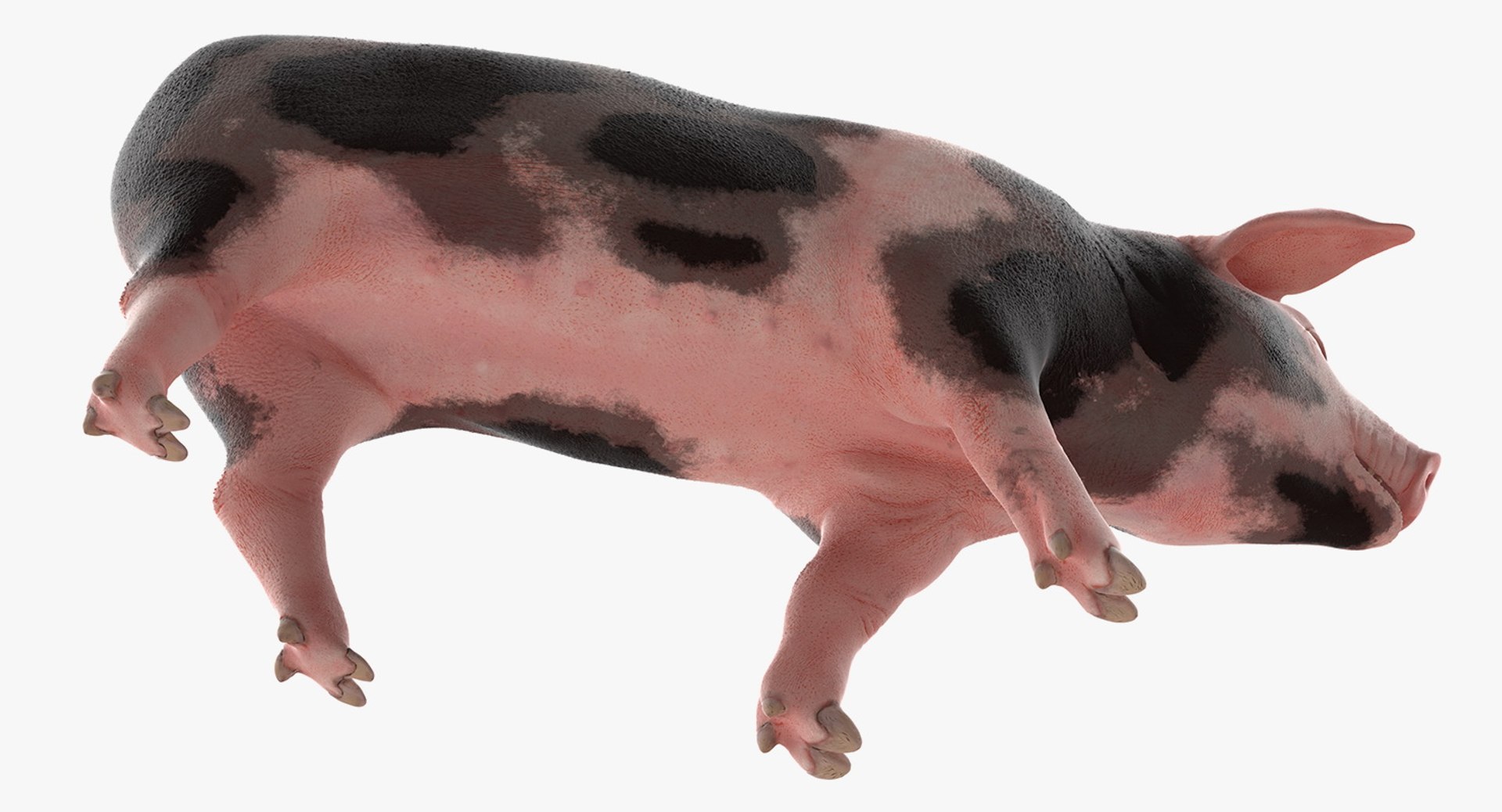 Pig Piglet Pietrain Walking 3D Model - TurboSquid 1355771