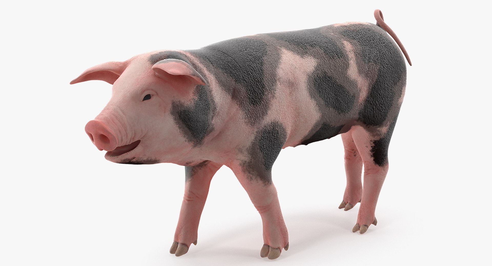 Pig Piglet Pietrain Walking 3D Model - TurboSquid 1355771