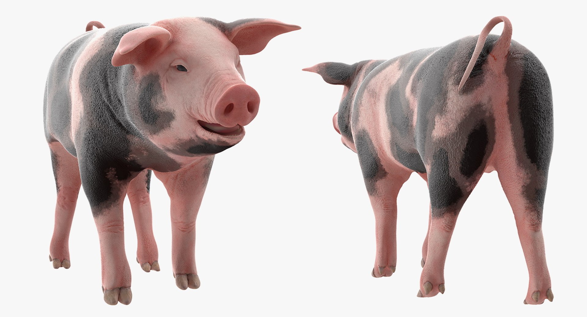 Pig Piglet Pietrain Walking 3D Model - TurboSquid 1355771