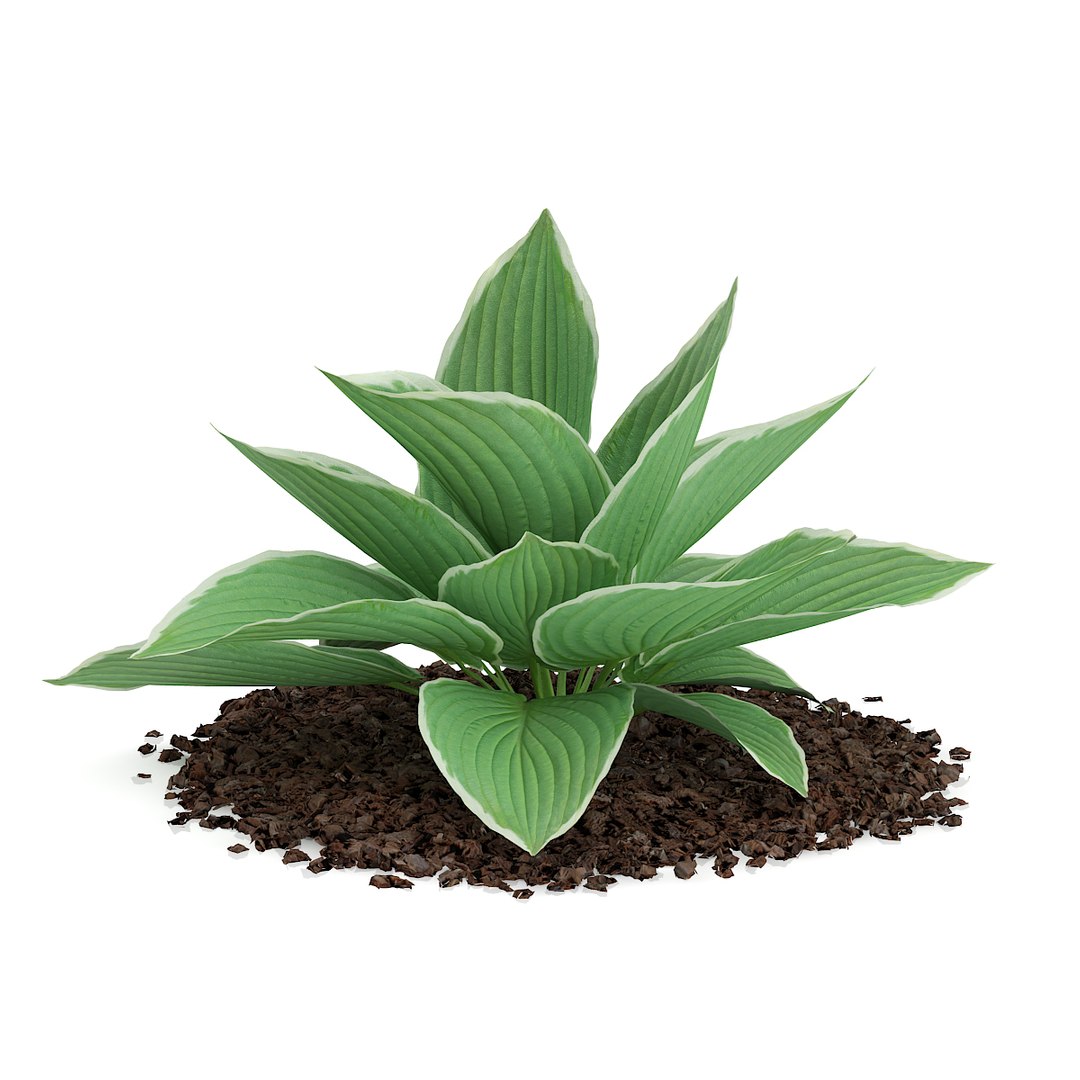 Hosta Plant Kiyosumiensis 3d Max