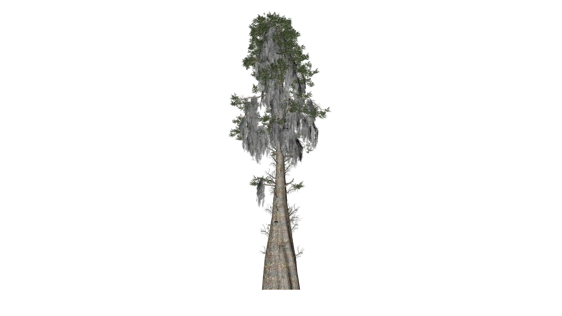 Bald Cypress Tree - 03 - 3D Model - TurboSquid 2369925