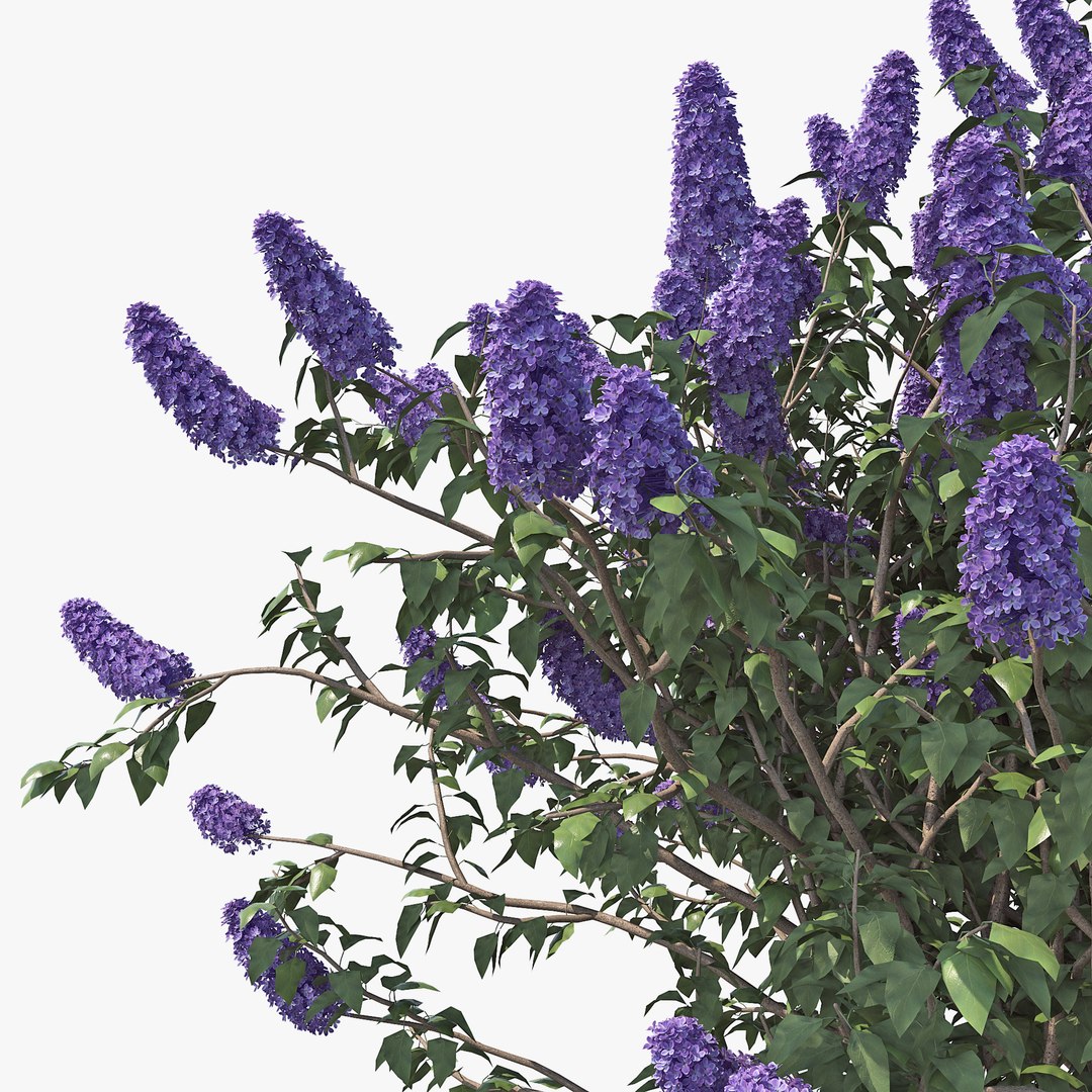 Lilac Model - TurboSquid 1313581