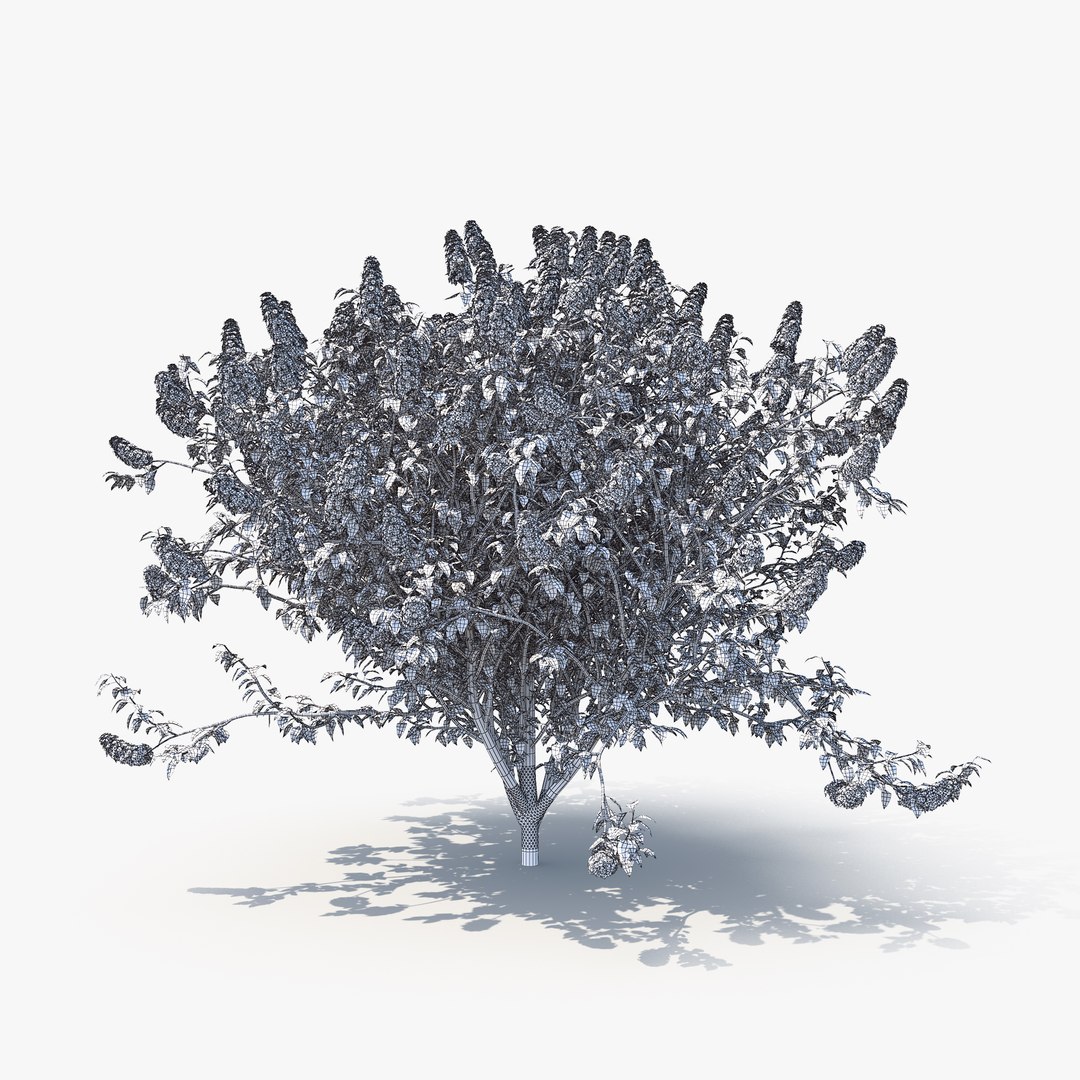 Lilac Model - TurboSquid 1313581