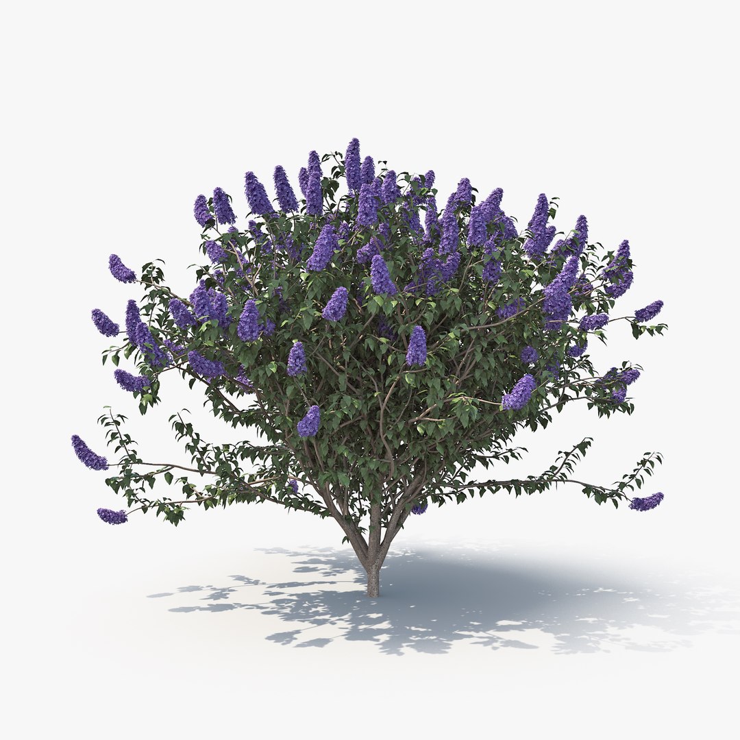 Lilac Model - TurboSquid 1313581
