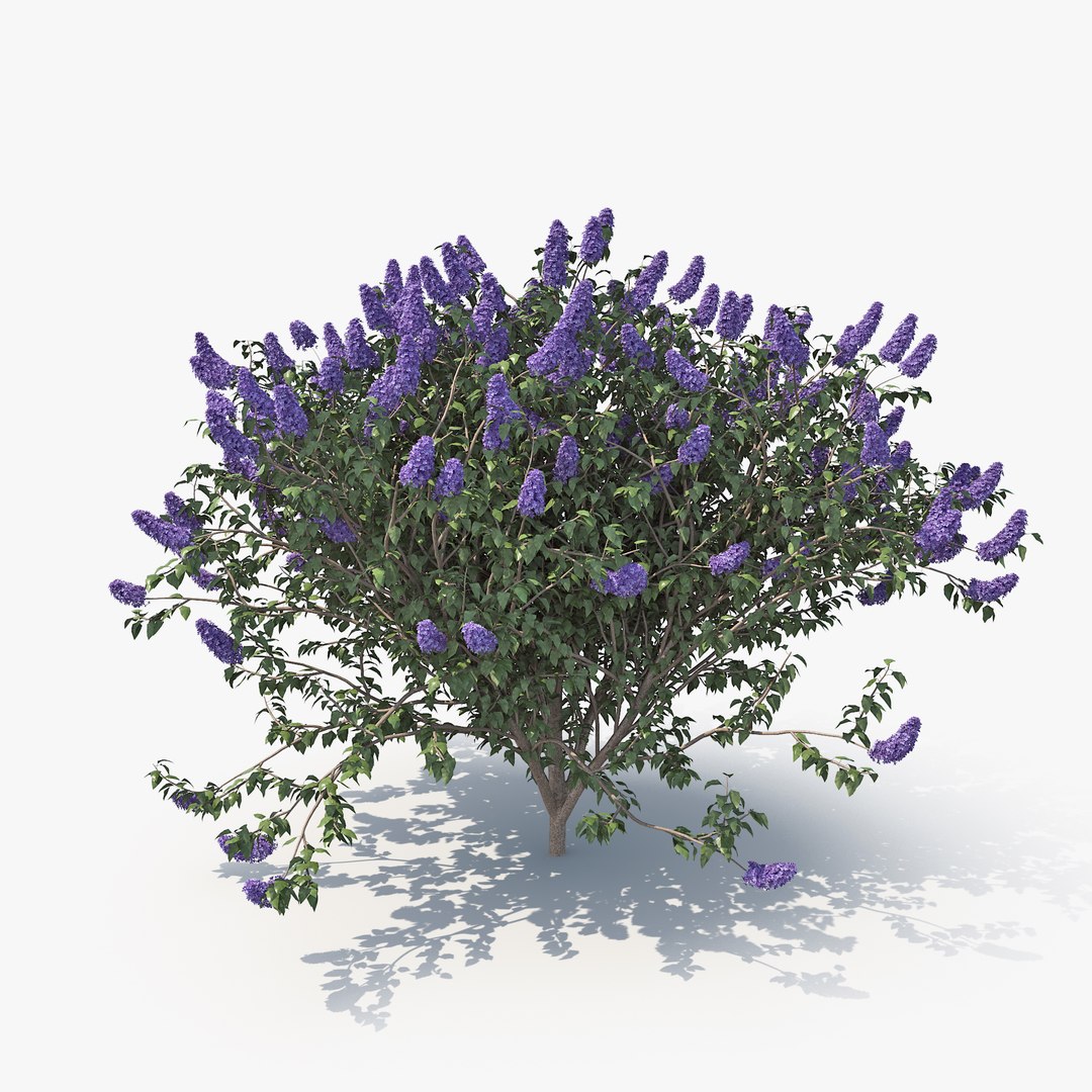Lilac Model - TurboSquid 1313581