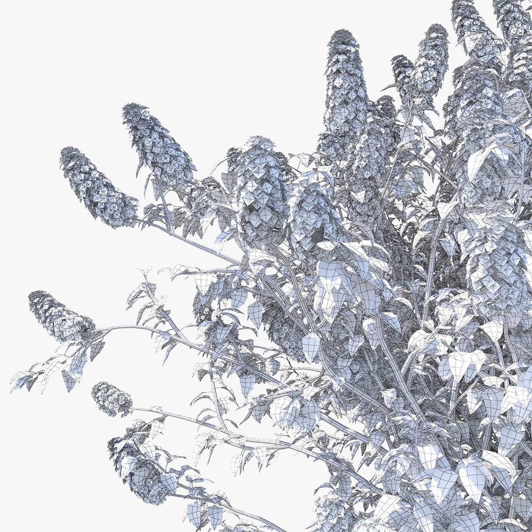 Lilac Model - TurboSquid 1313581