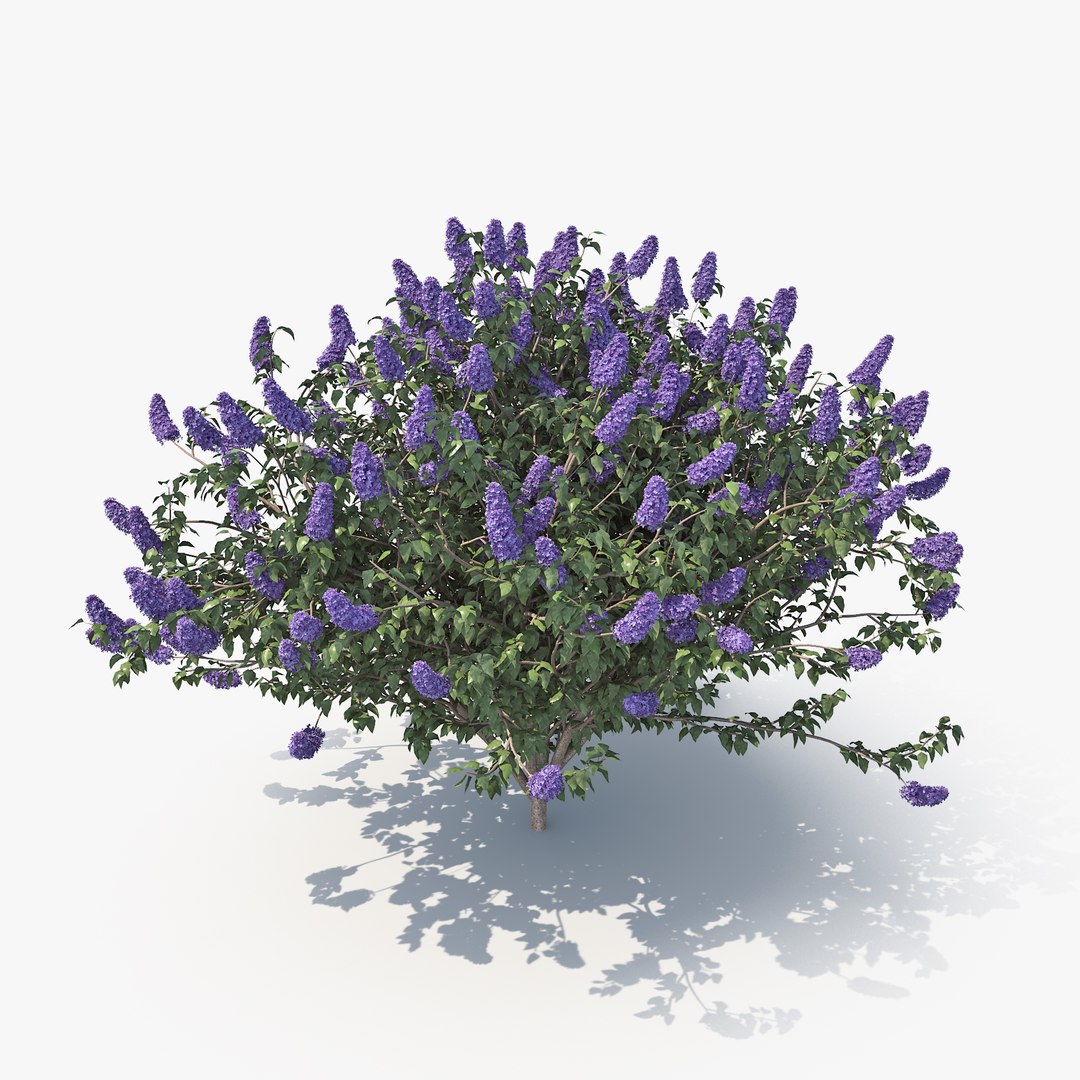 Lilac Model - TurboSquid 1313581