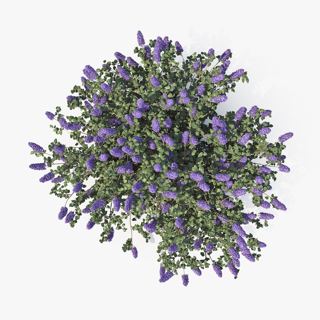 Lilac Model - TurboSquid 1313581
