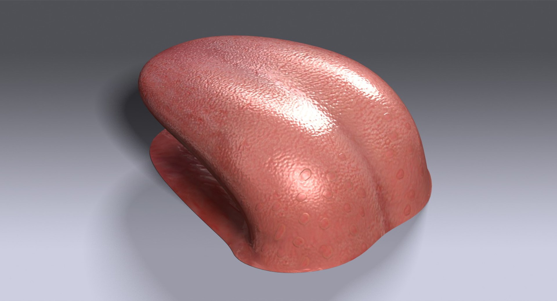 3d Human Tongue V2 0 Model
