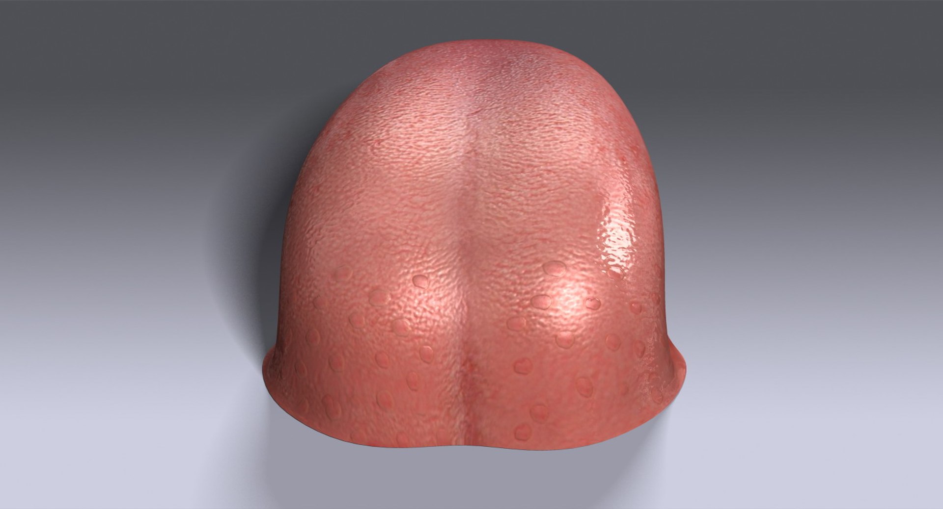 3d Human Tongue V2 0 Model
