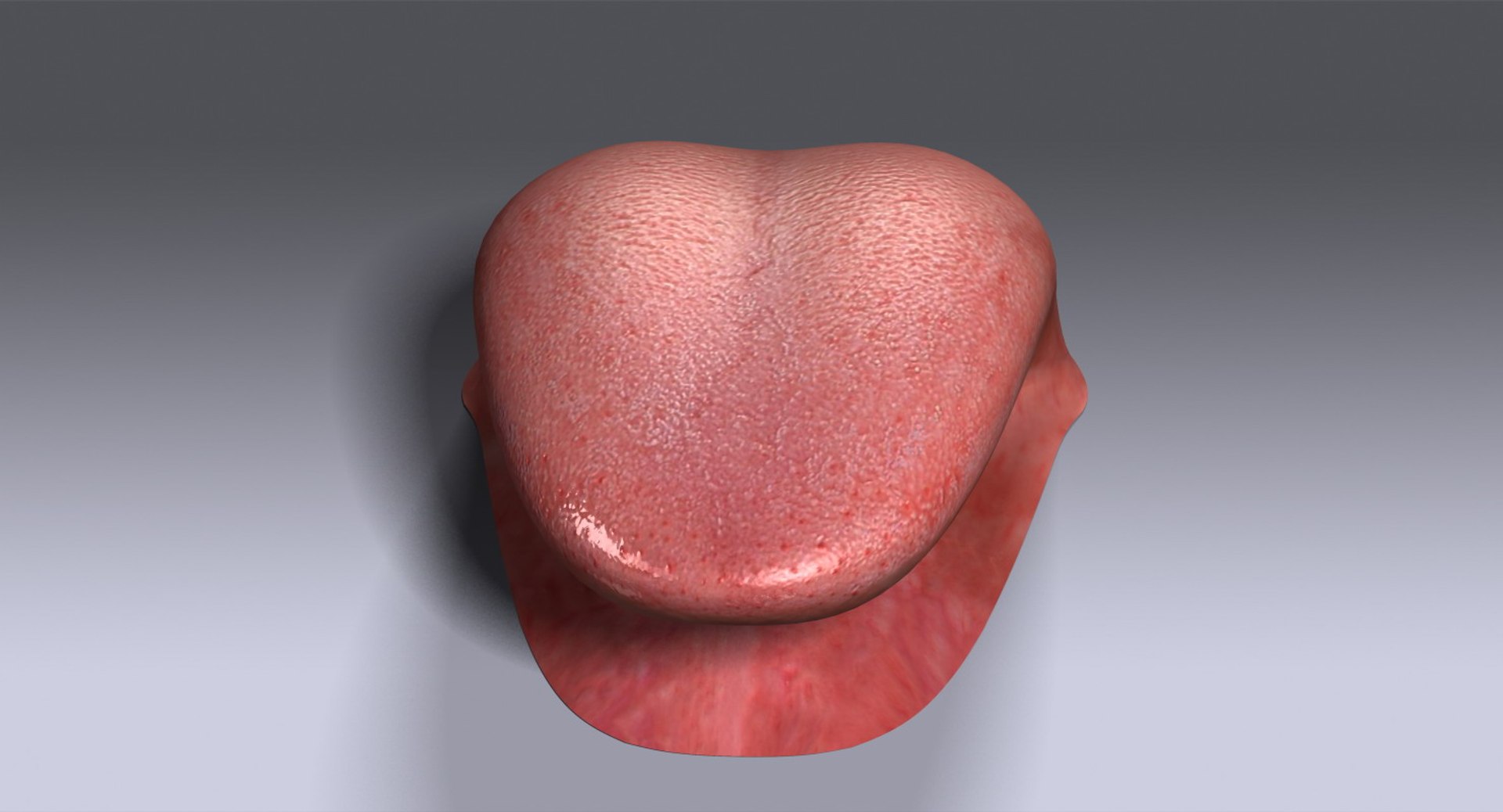 3d Human Tongue V2 0 Model