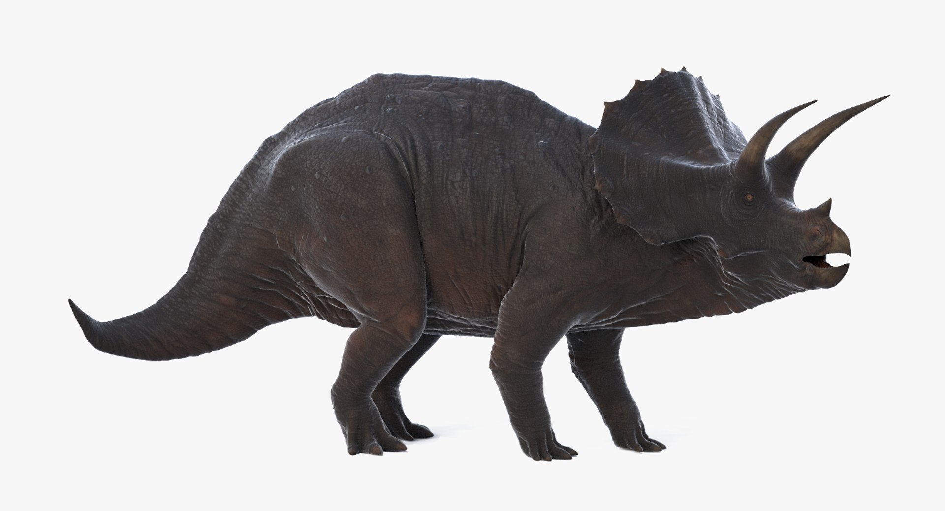 Max Realistic Triceratops Rigged