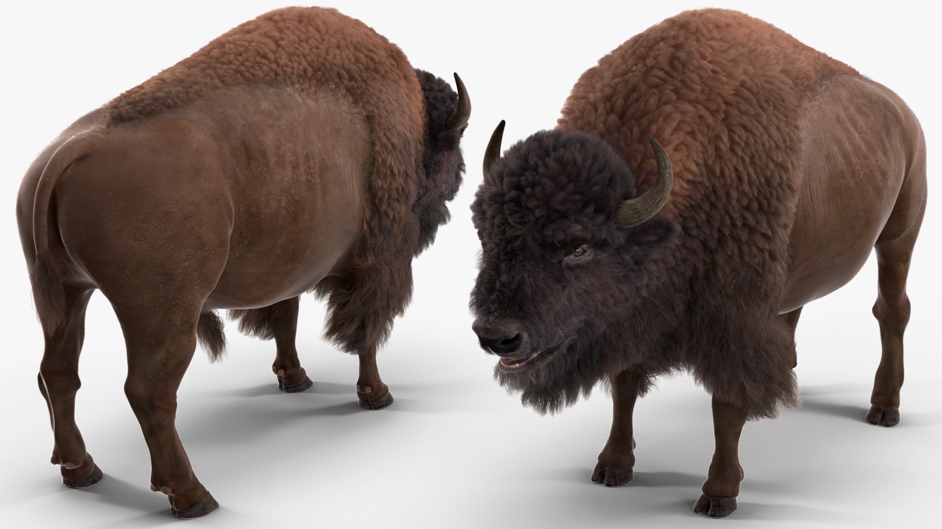 3D North American Bison With Fur - TurboSquid 2130588