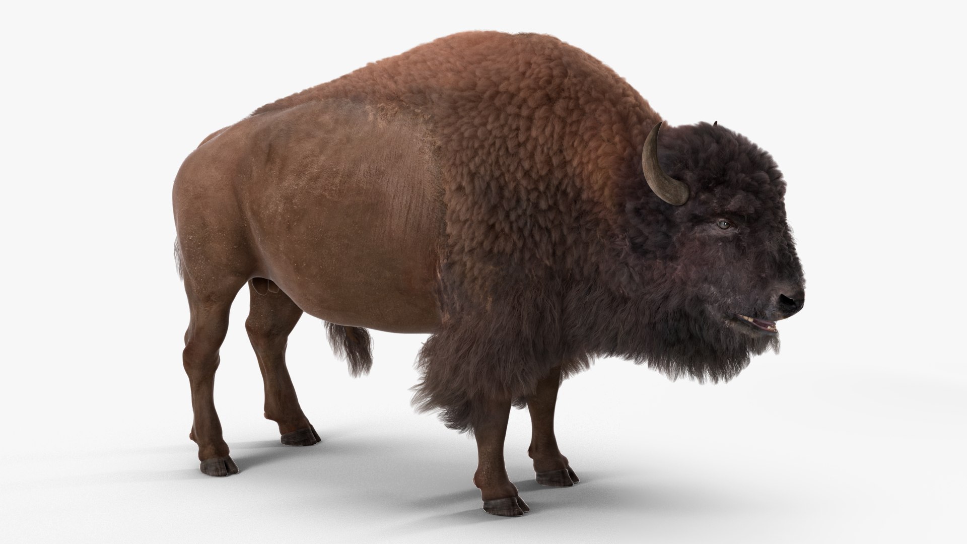 3D North American Bison With Fur - TurboSquid 2130588