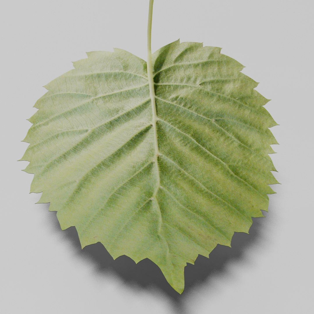 Tree Leaf Landscape 3d Max