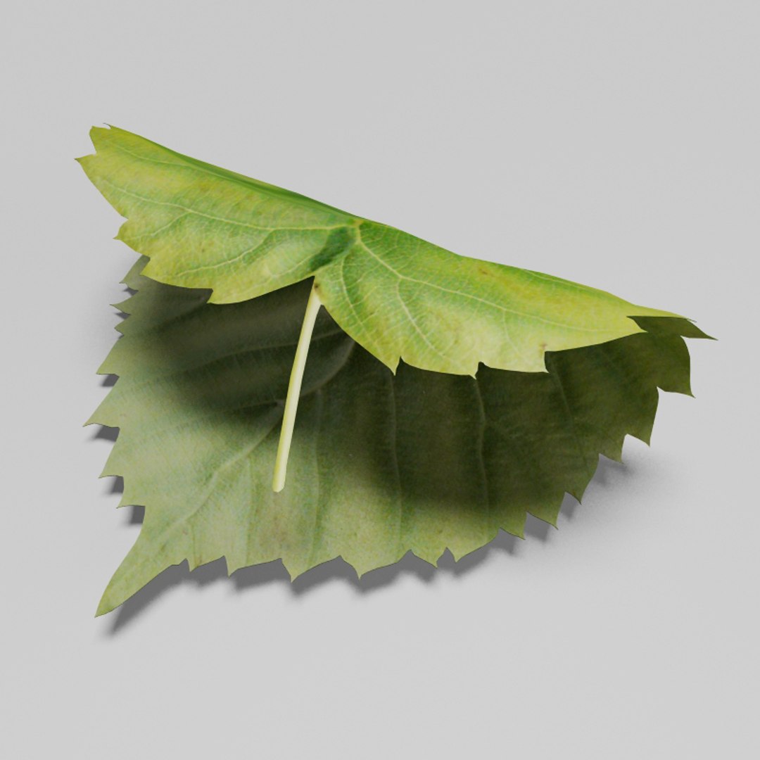 Tree Leaf Landscape 3d Max
