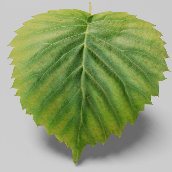 tree leaf landscape 3d max