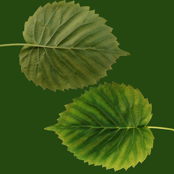 tree leaf landscape 3d max