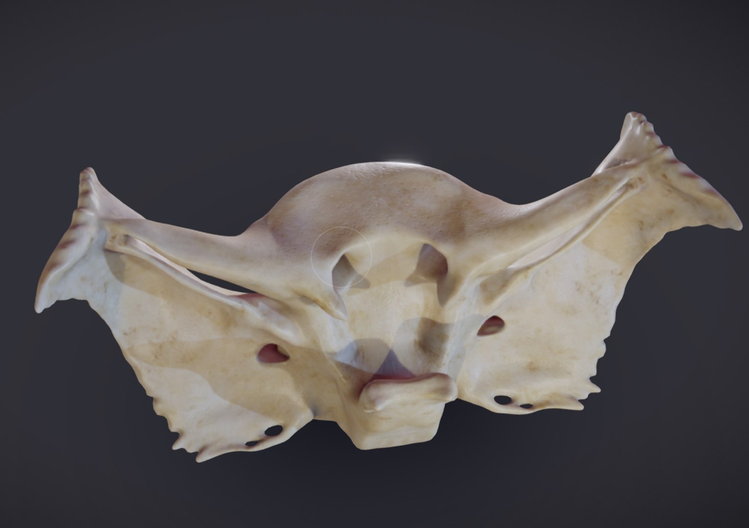 Sphenoid Bone 3D Model - TurboSquid 1385930