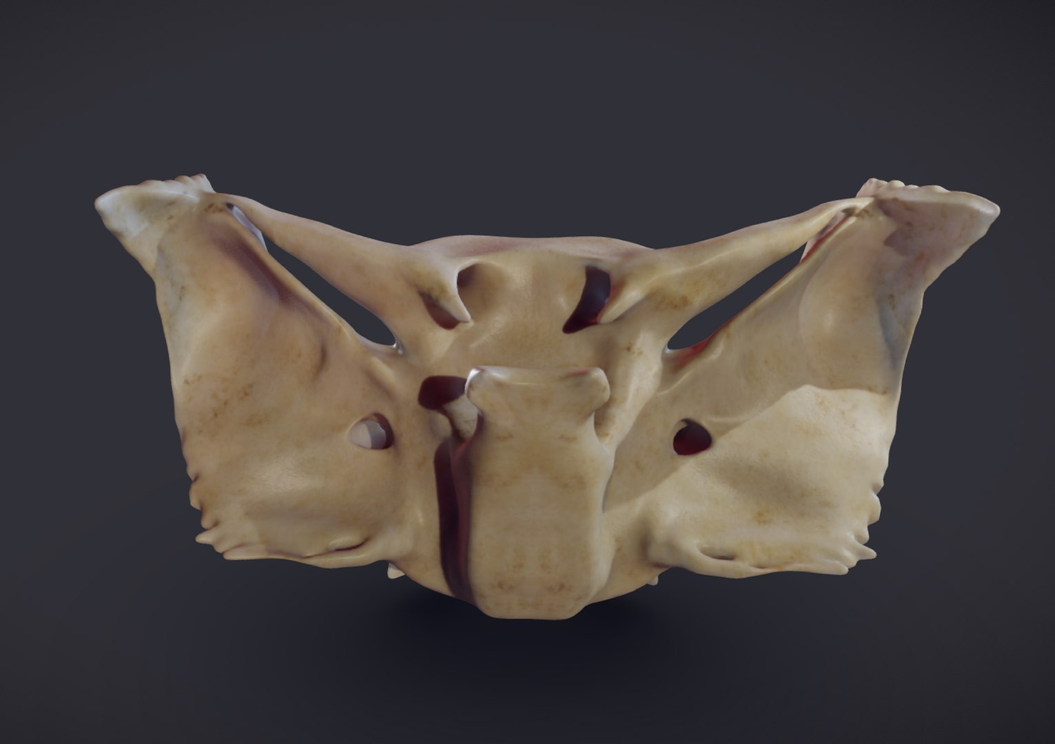 Sphenoid Bone 3D Model - TurboSquid 1385930