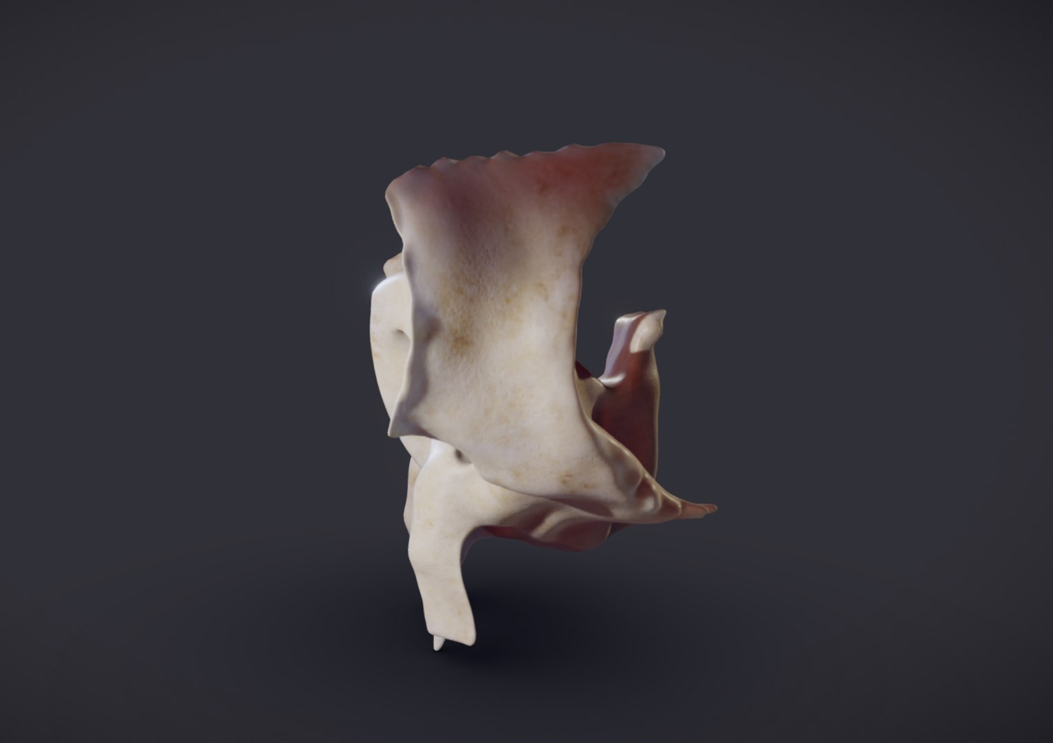Sphenoid Bone 3D Model - TurboSquid 1385930