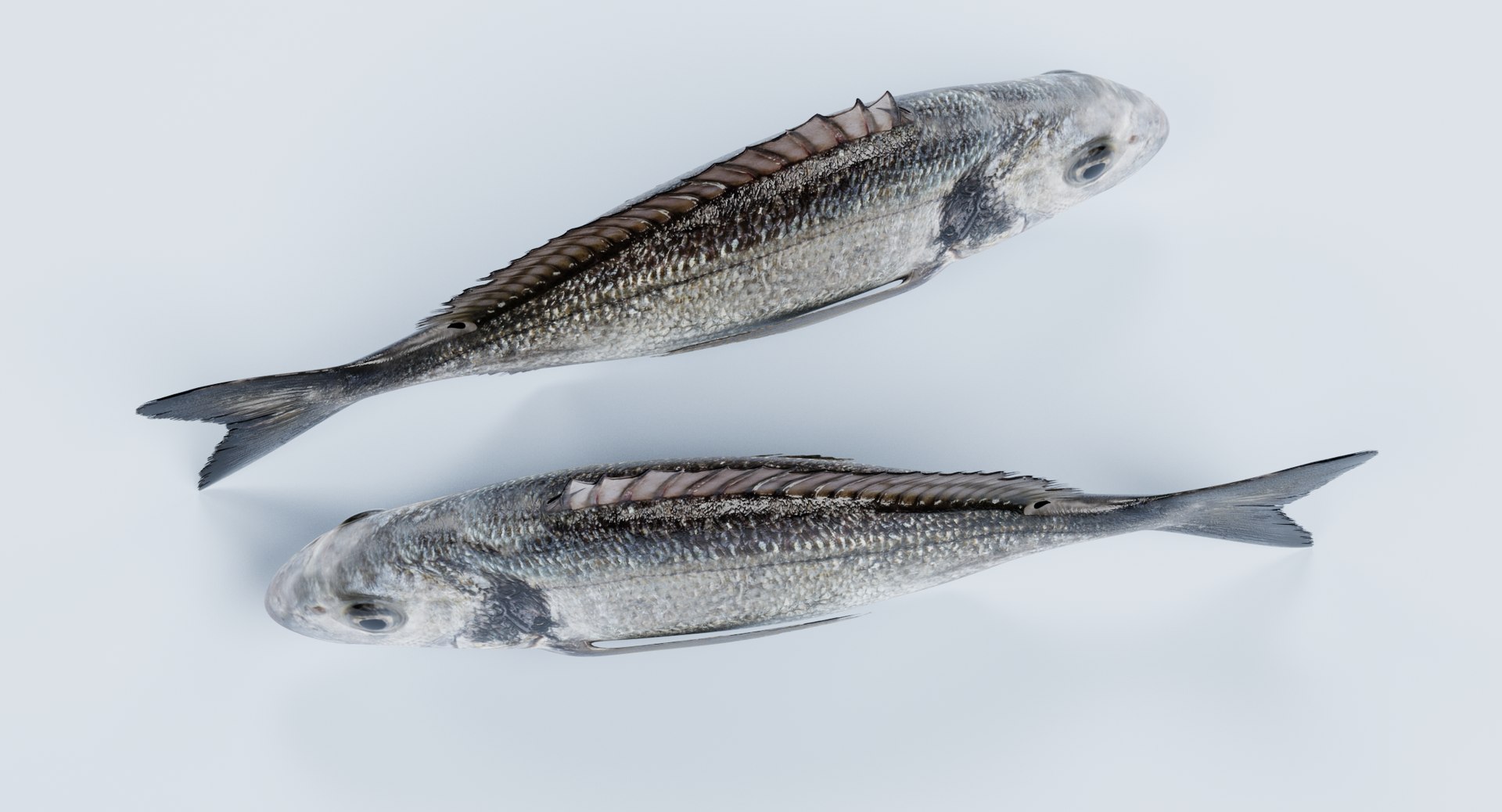 Gilthead bream model - TurboSquid 1224635