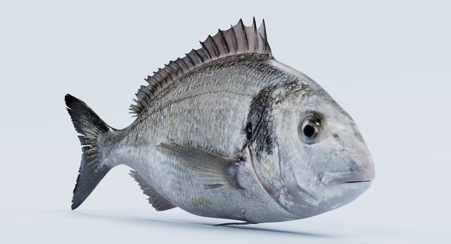 Gilthead bream model - TurboSquid 1224635