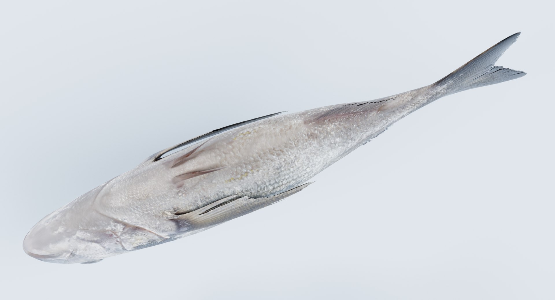 Gilthead bream model - TurboSquid 1224635