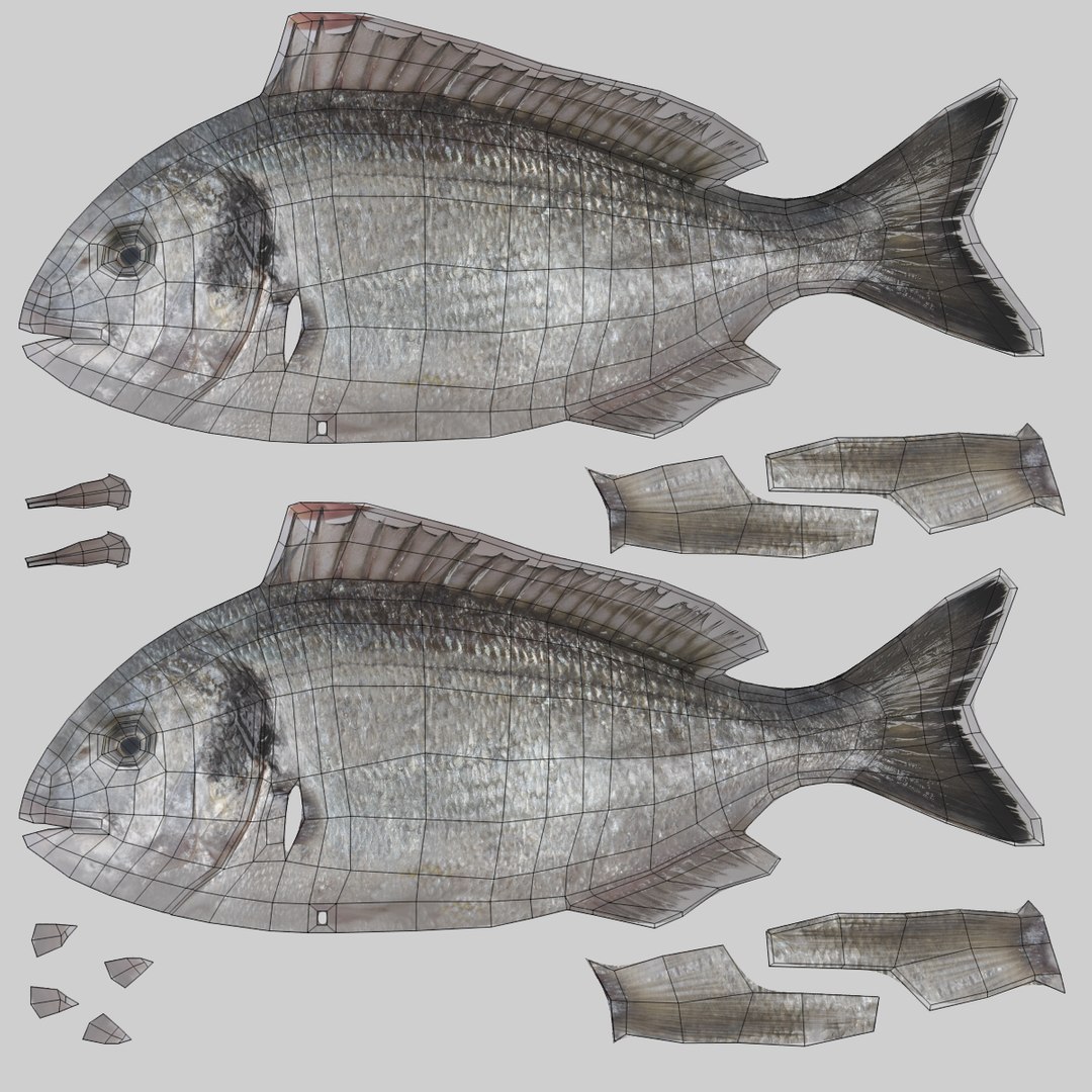 Gilthead bream model - TurboSquid 1224635