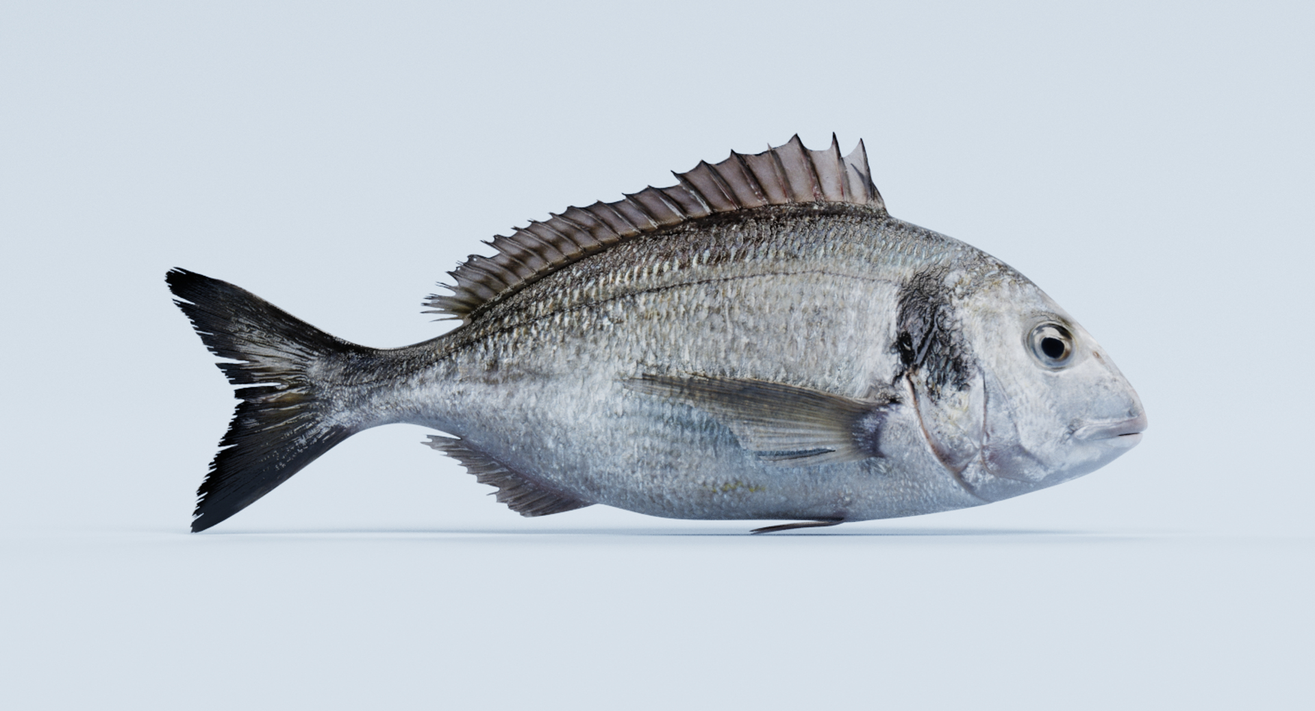 Gilthead bream model - TurboSquid 1224635
