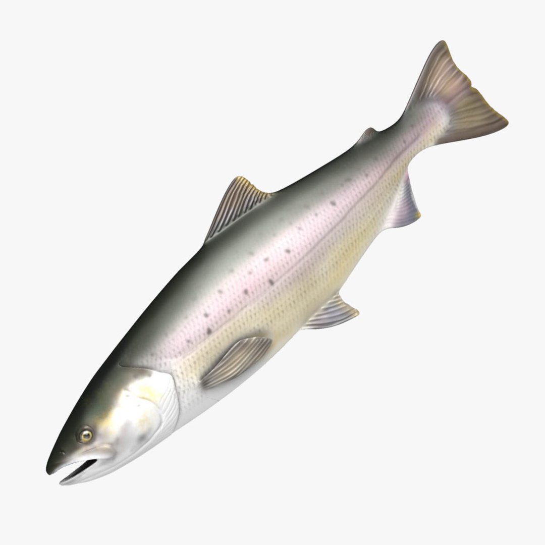 Salmon Fish 3D Model - TurboSquid 1438479