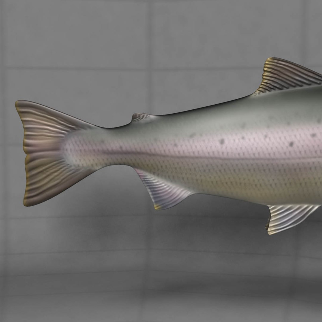 Salmon Fish 3D Model - TurboSquid 1438479