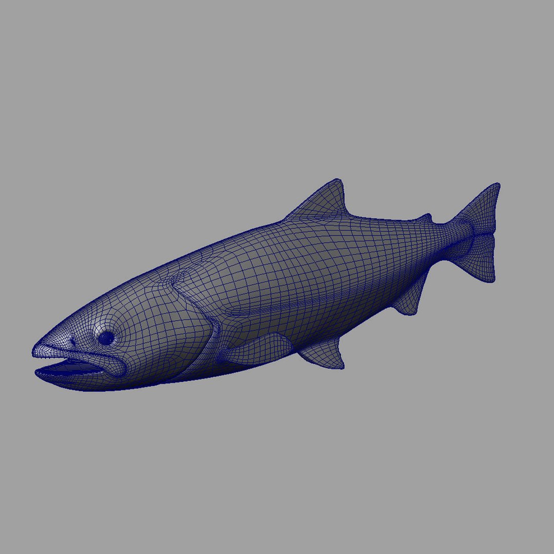 Salmon Fish 3D Model - TurboSquid 1438479