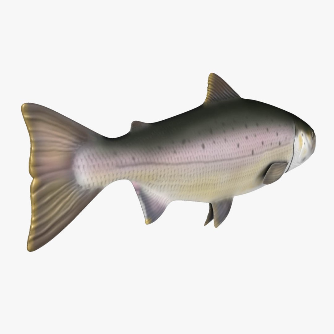 Salmon Fish 3D Model - TurboSquid 1438479