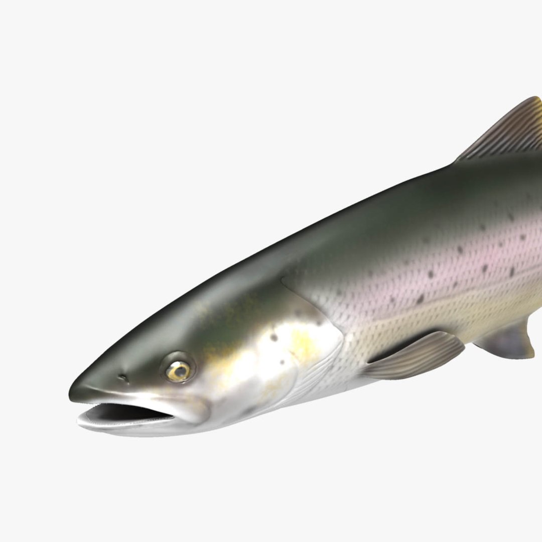 Salmon Fish 3D Model - TurboSquid 1438479