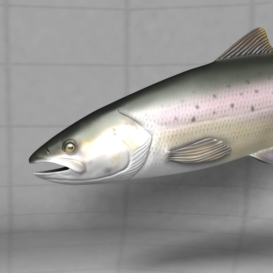 Salmon Fish 3D Model - TurboSquid 1438479
